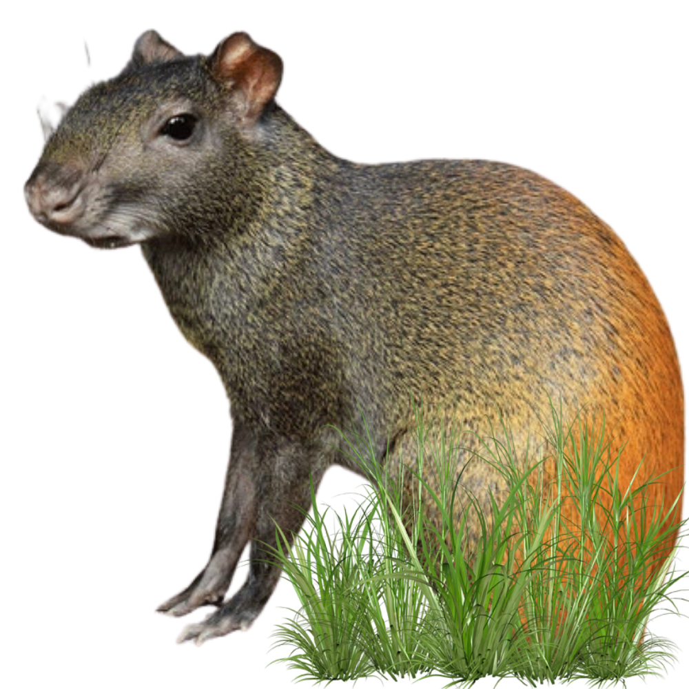 Inicio - A Viajar Perú